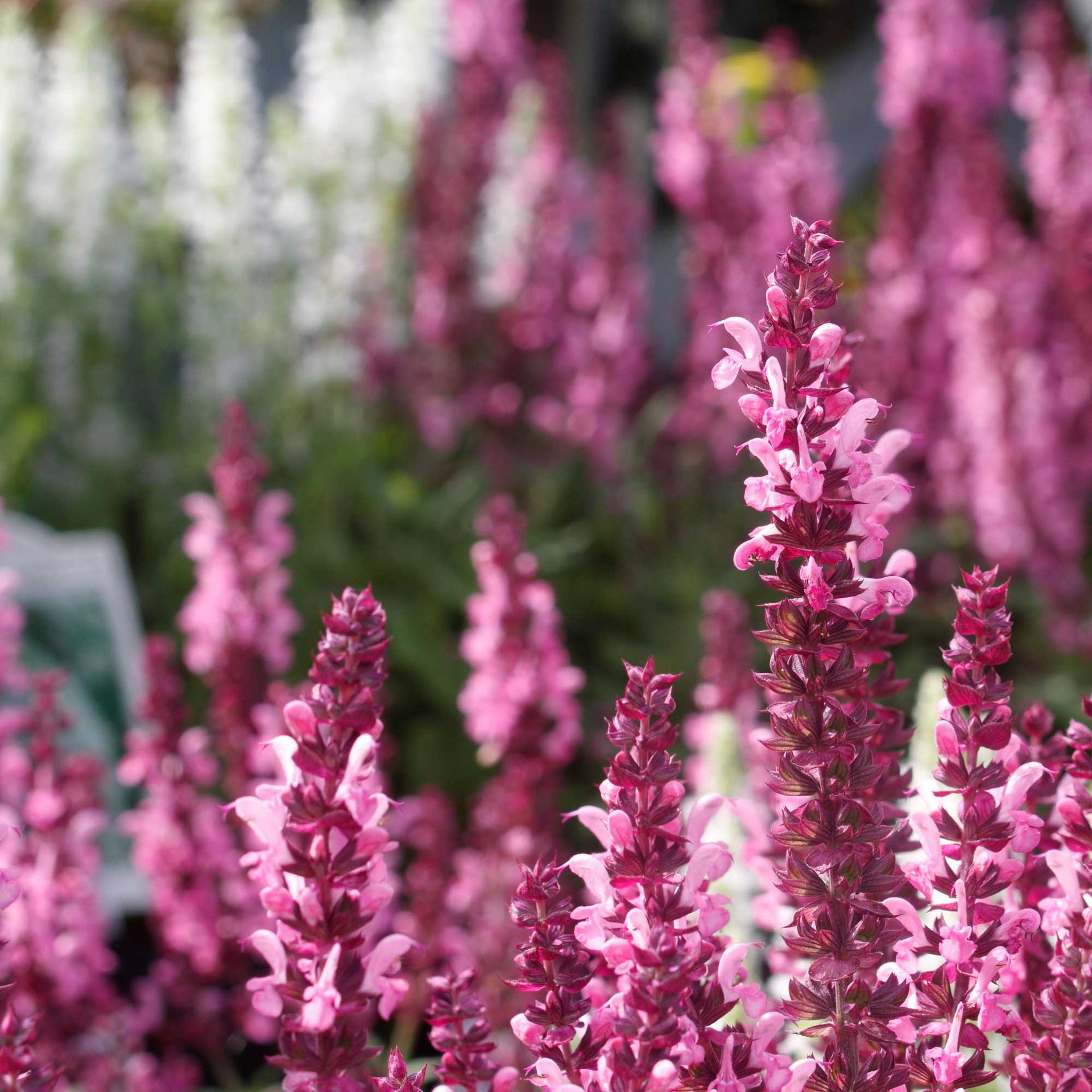 Best perennials: 10 great-value plants for your garden | Homes and Gardens