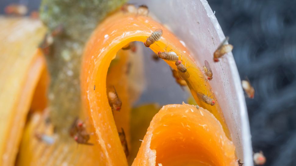 How to get rid of gnats inside your home | Tom's Guide