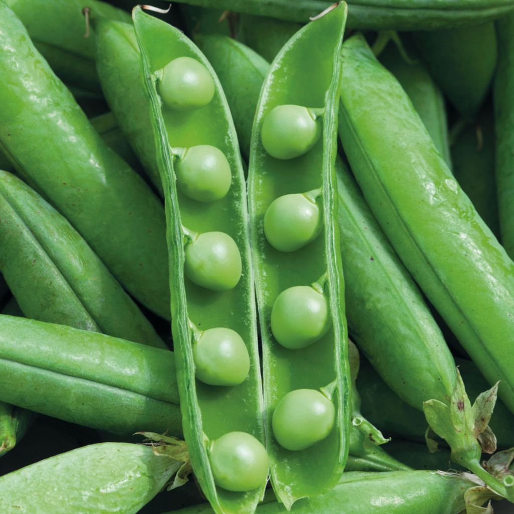 When to plant peas – the best time to sow this delicious crop | Ideal Home
