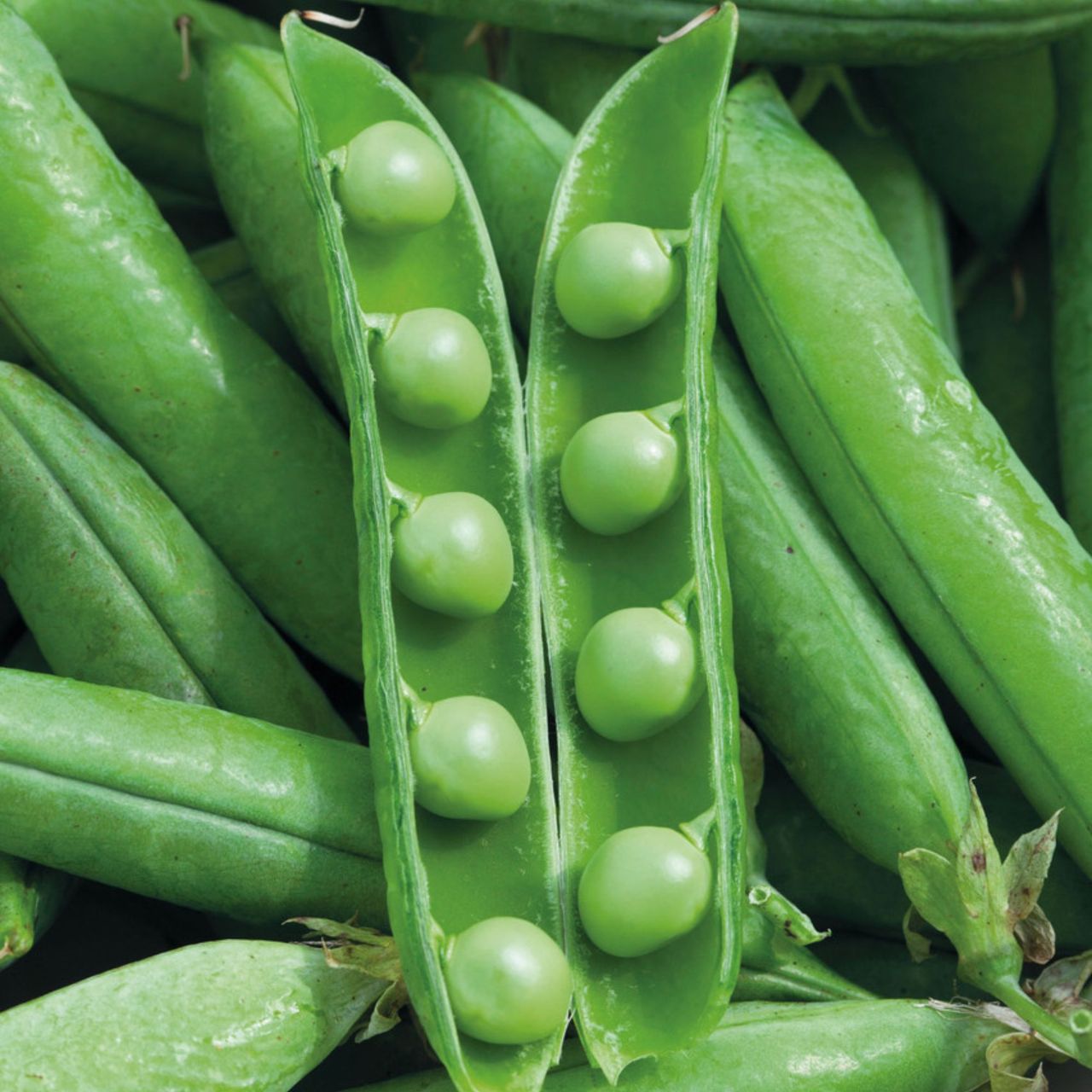 When to plant peas – the best time to sow this delicious crop | Ideal Home