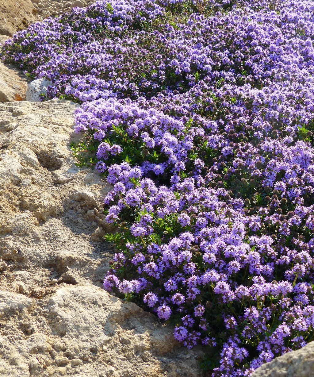 Fast-growing ground cover plants: 12 picks for quick results | Homes ...