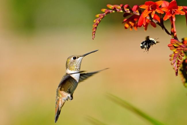 Images: Beautiful Hummingbirds of the World | Live Science