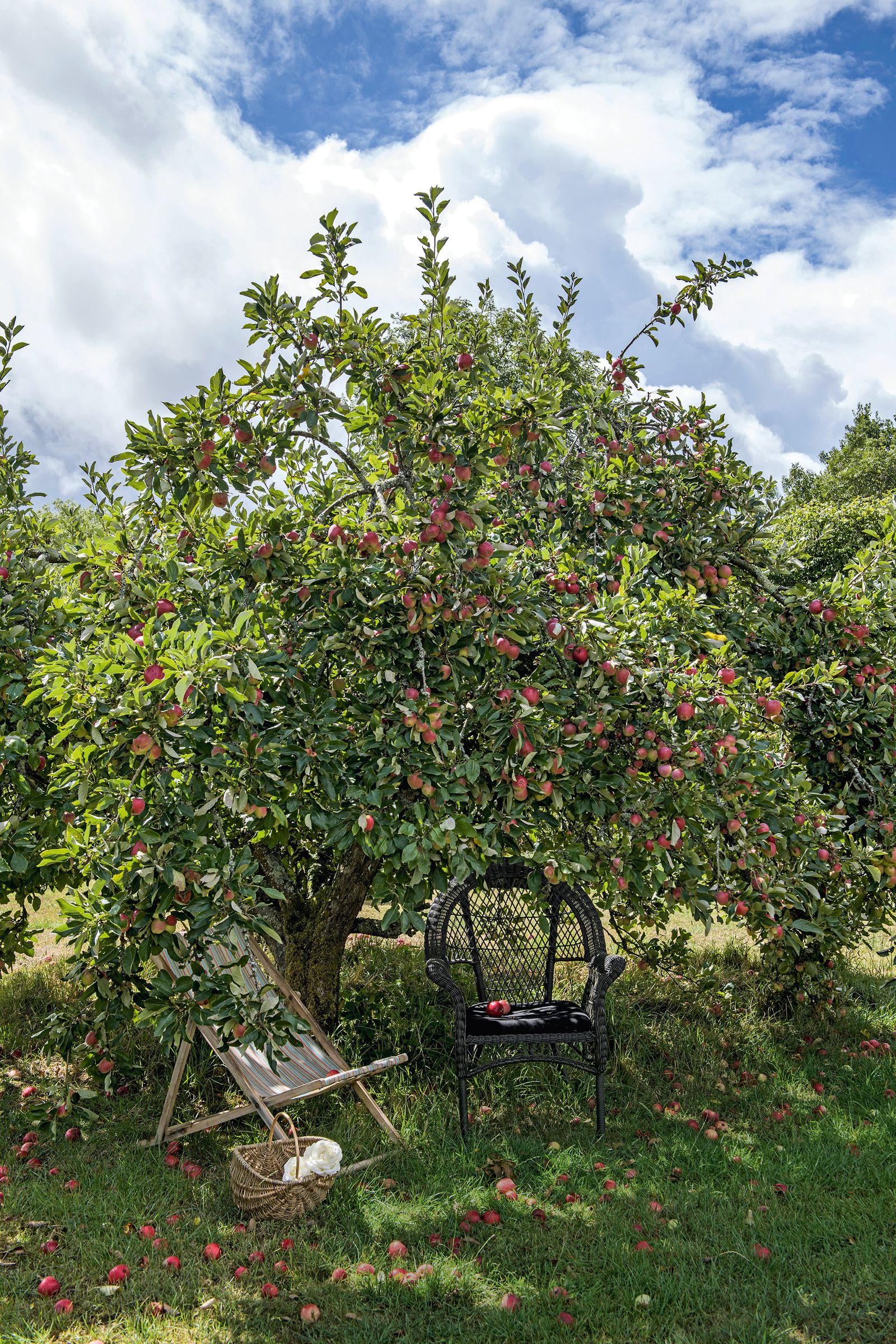 How to prune an apple tree – and when to do it | Homes and Gardens