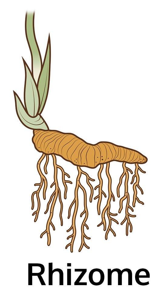 Bulb Plant Types: What Are The Different Types Of Bulbs | Gardening ...