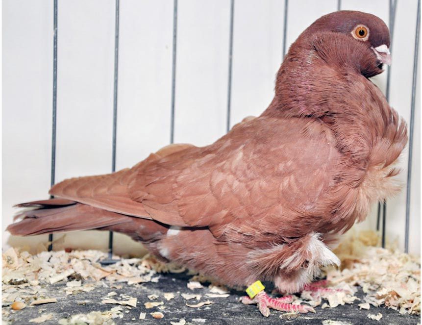 In Photos: Pigeons Show Off Their Fancy Hairdos | Live Science