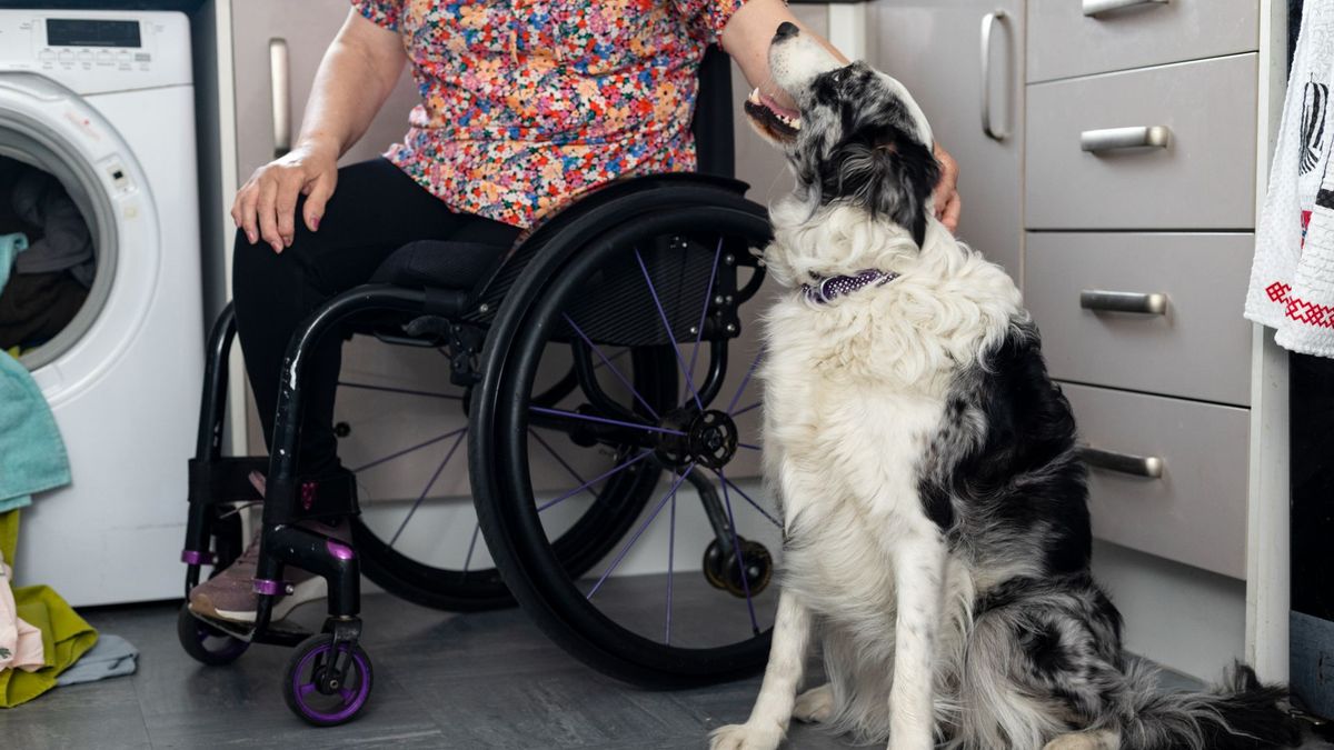 Best service dog breeds that excel at caring for humans | PetsRadar