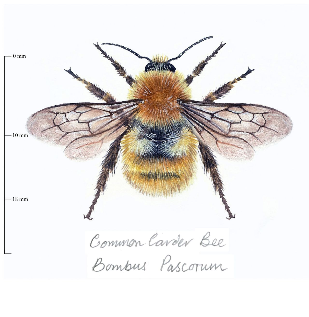 The seven bumblebees you'll see in Britain, and how to identify them ...