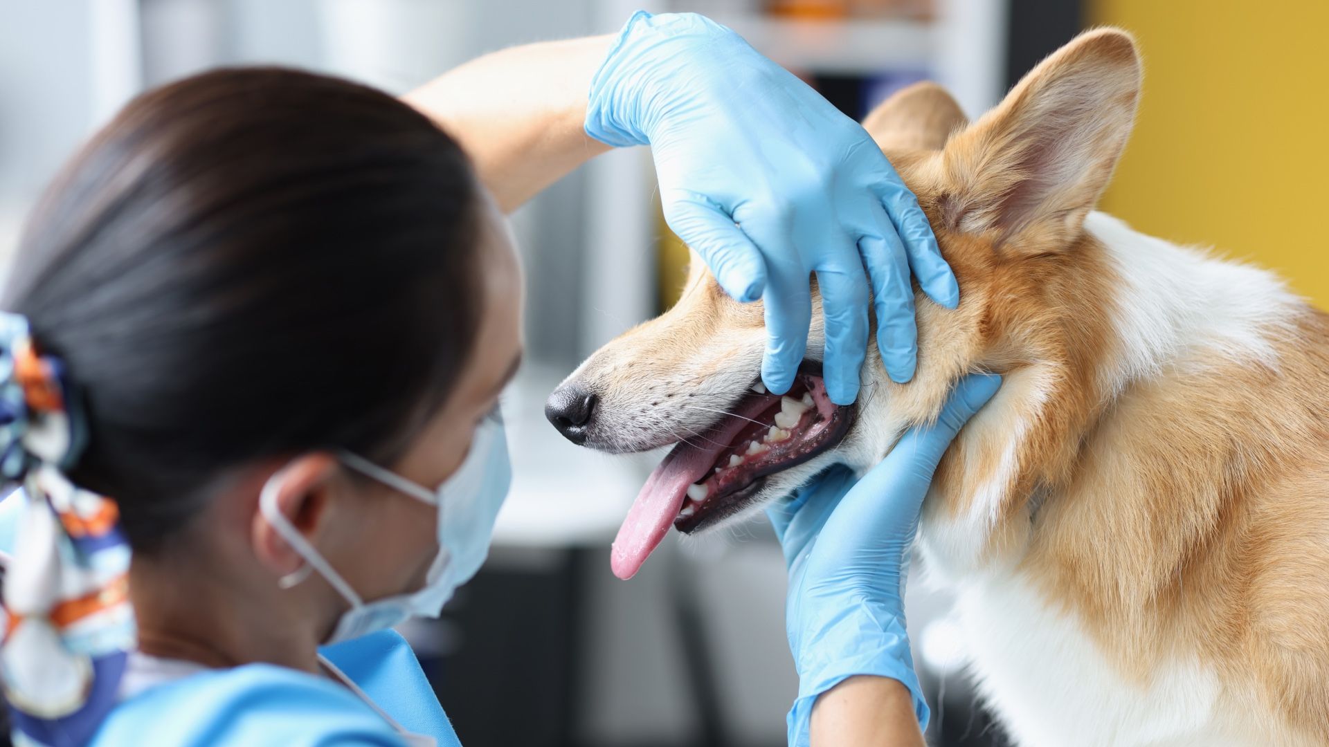 Do dog teeth fall out? Vet reveals if adult dogs lose teeth or not ...