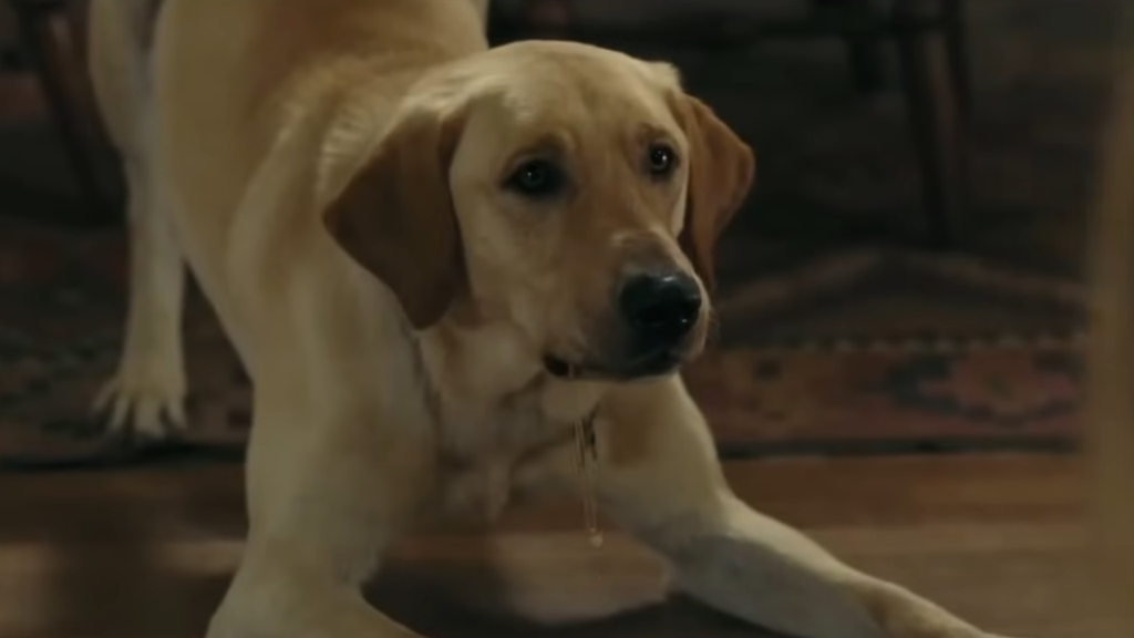 30+ Movie Animals That We All Love More Than The Rest Of The Cast ...