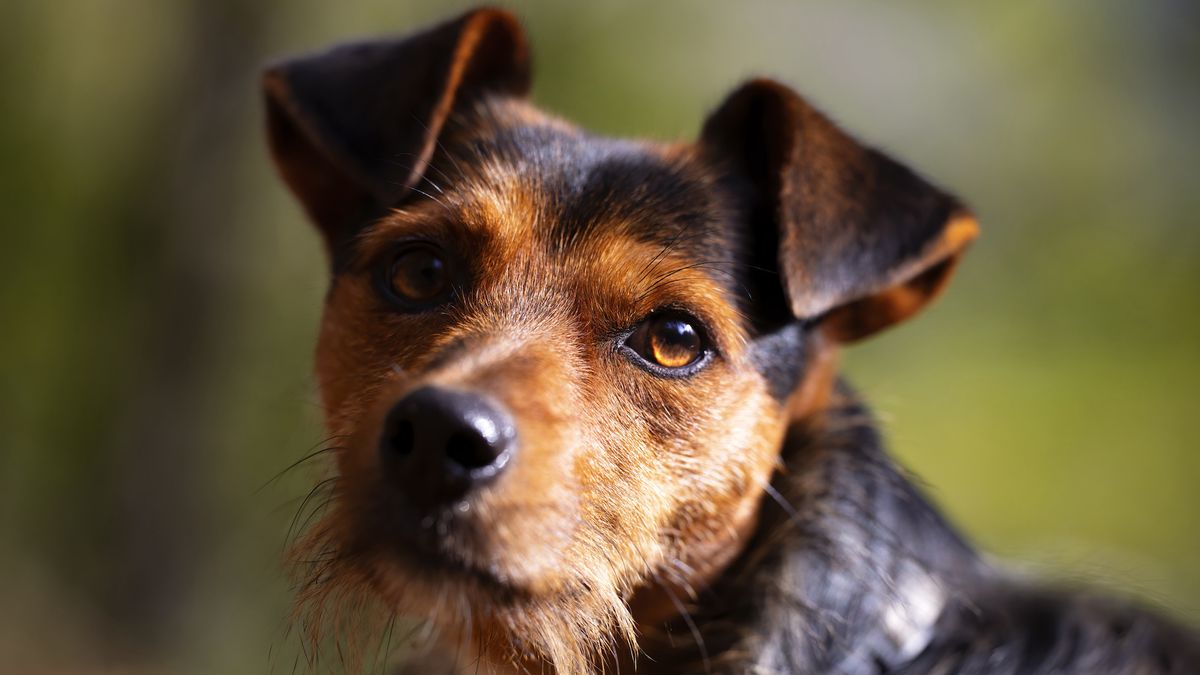 32 best things about owning a dog | PetsRadar