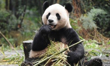 Did early humans eat pandas? | The Week