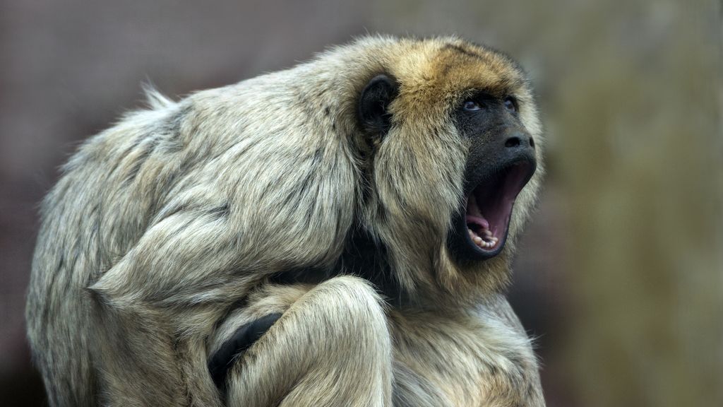 32 of the loudest animals on Earth | Live Science