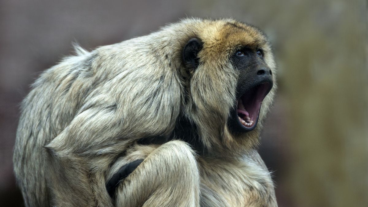 32 of the loudest animals on Earth | Live Science