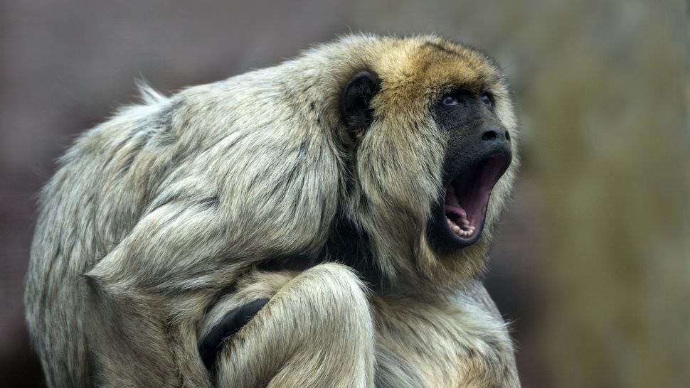 32 of the loudest animals on Earth | Live Science