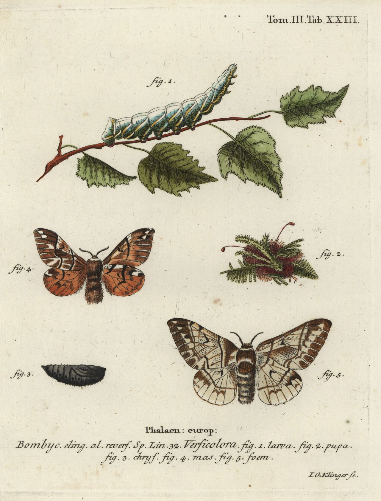 One of Britain’s most attractive moth species could be making a ...