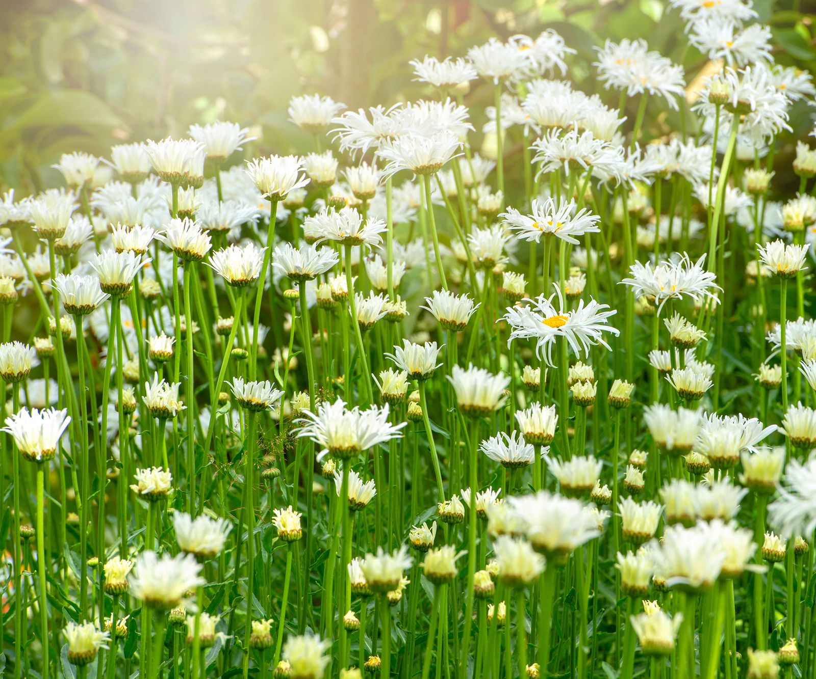 Expert Secrets To Watering Daisies For Flowers That Last | Gardening ...