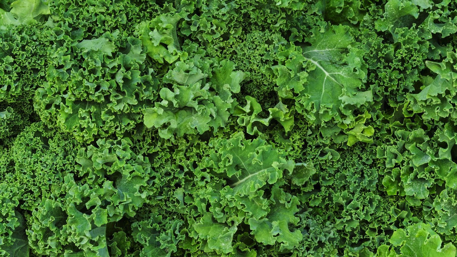 Kale Skin Benefits - Kale Skincare Products | Marie Claire