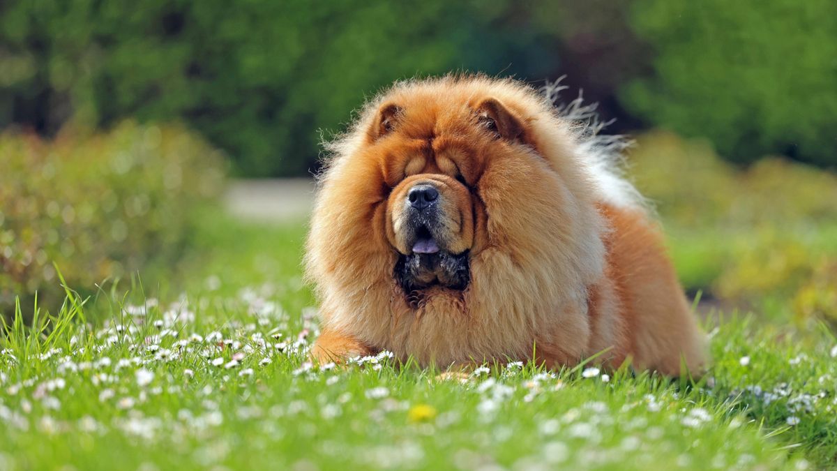 20 laziest dog breeds | PetsRadar