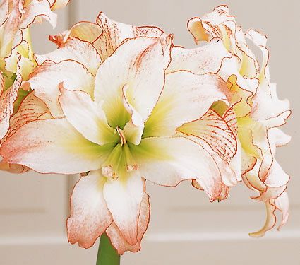Amaryllis Flower Images | Holiday Flowers | Live Science