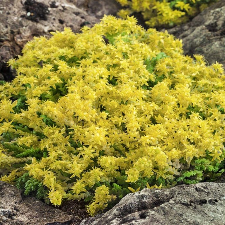 6 walkable groundcover plants that are perfect for paths | Livingetc