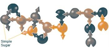 Why Sugars May Be the Body's Superstars | Live Science