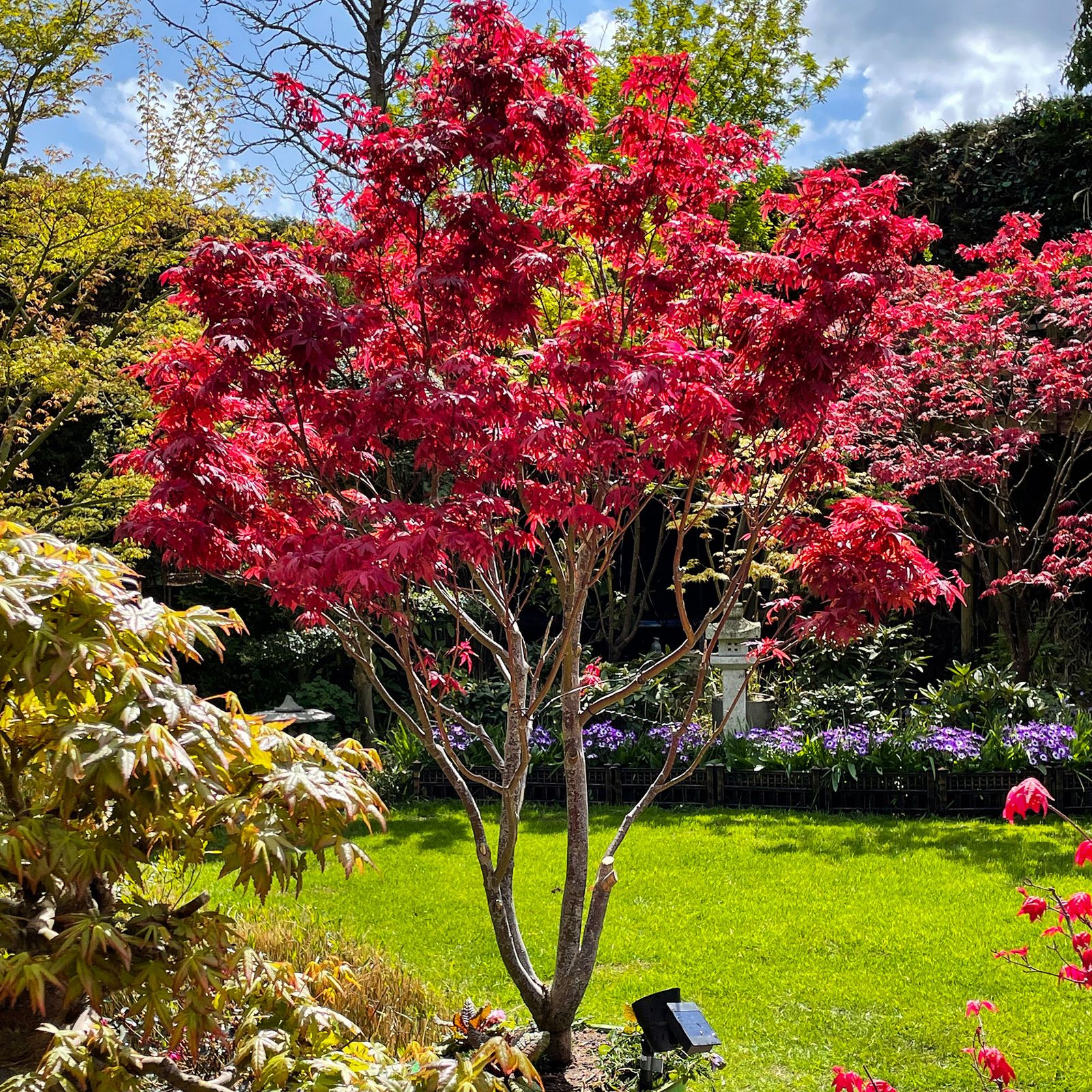 What soil do acers like? Expert advice on getting the right mix | Ideal ...