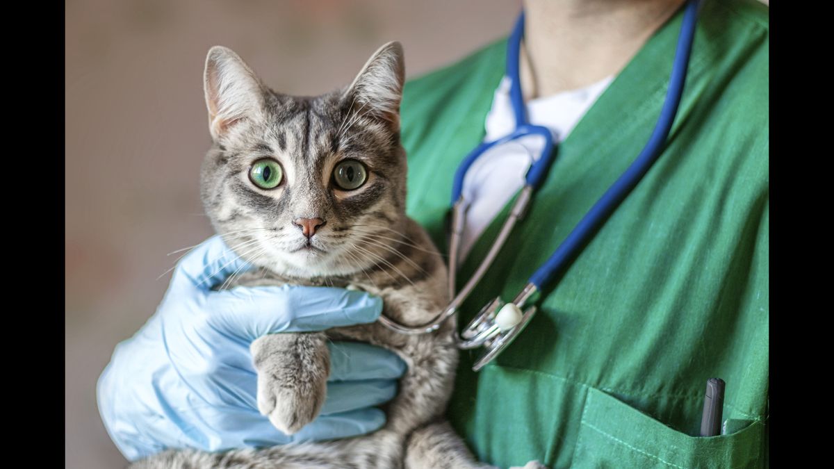 32 of the most common illness in cats | PetsRadar