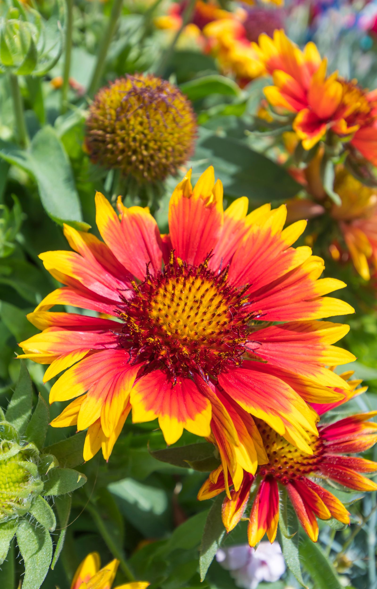 The 8 best flowers to grow in pots in full sun | Livingetc