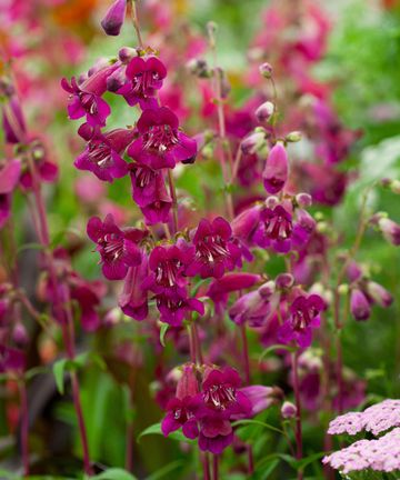 Best plants to take cuttings from right now | Homes and Gardens