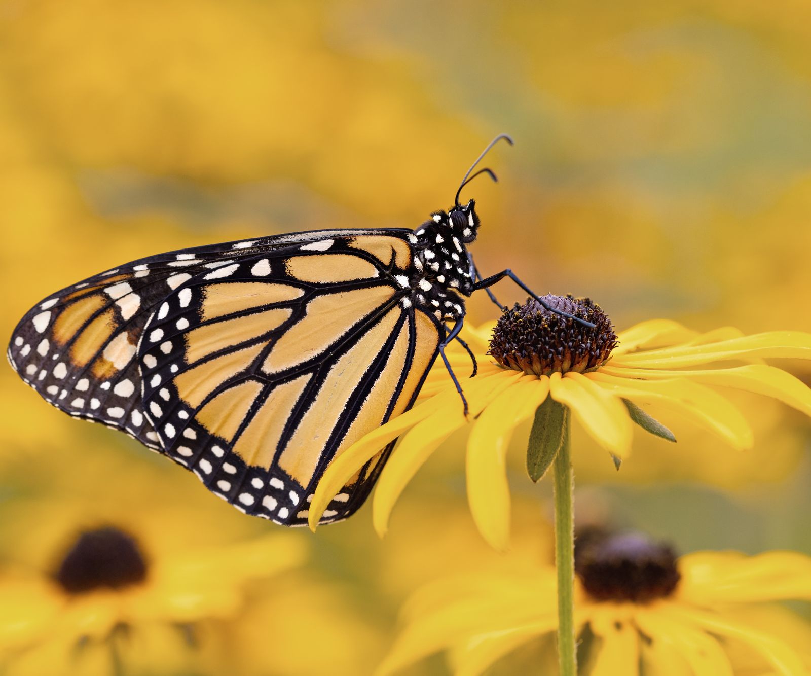 Best container plants for pollinators: 7 nectar-rich blooms | Homes and ...