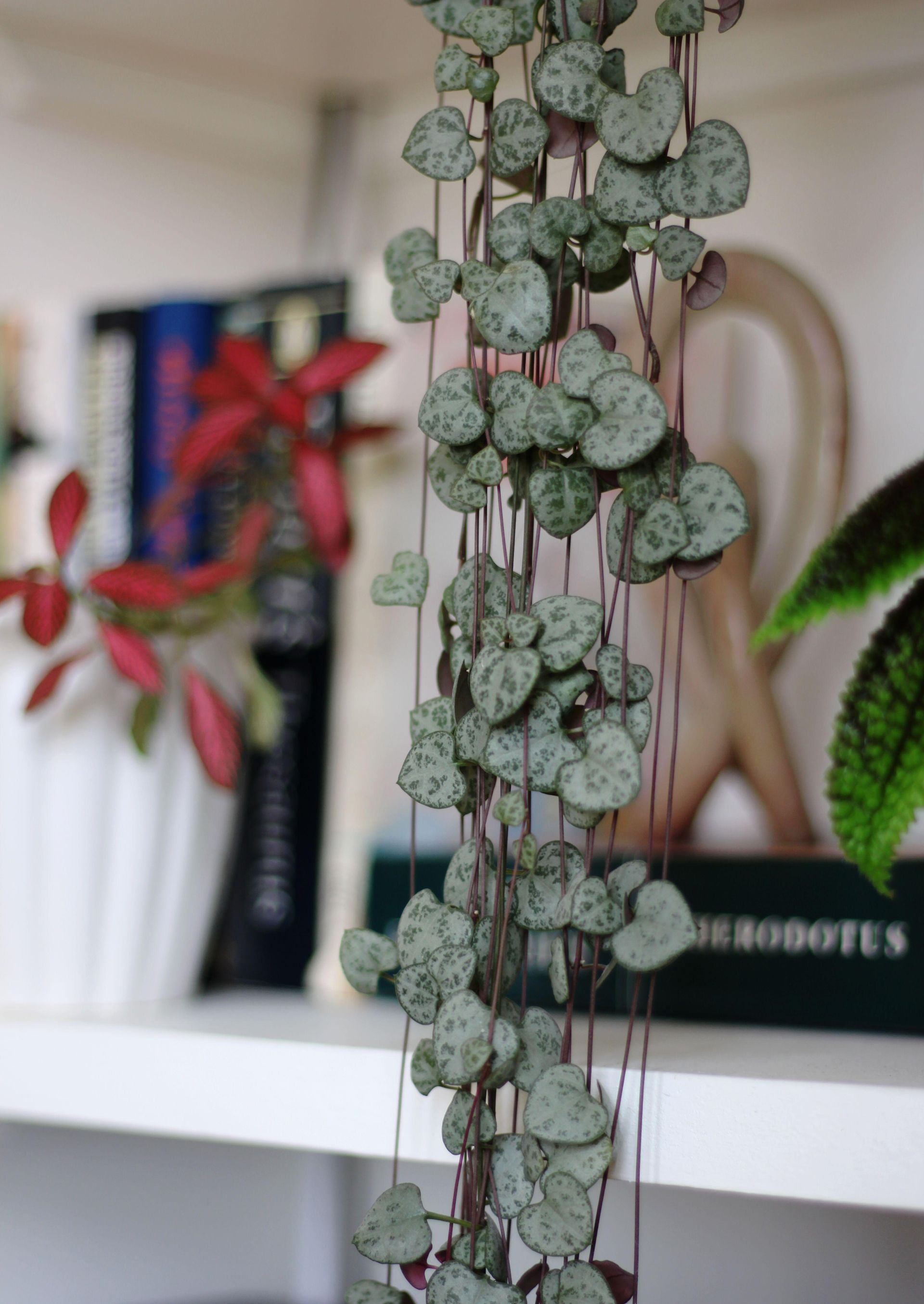 Cat safe indoor plants: 10 feline-friendly plants to grow | Homes and ...