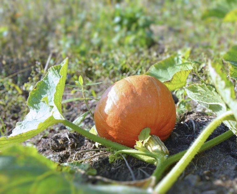 Best Fertilizer For Pumpkins - How And When To Fertilize Pumpkins ...