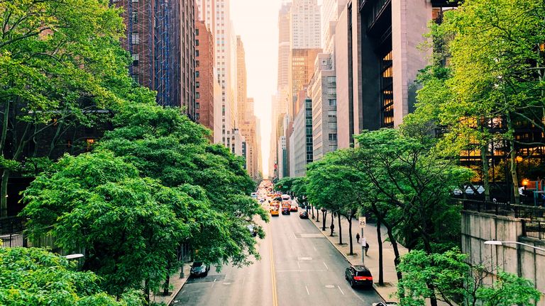 5 Tough Urban Trees That Thrive In City Landscapes | Gardening Know How