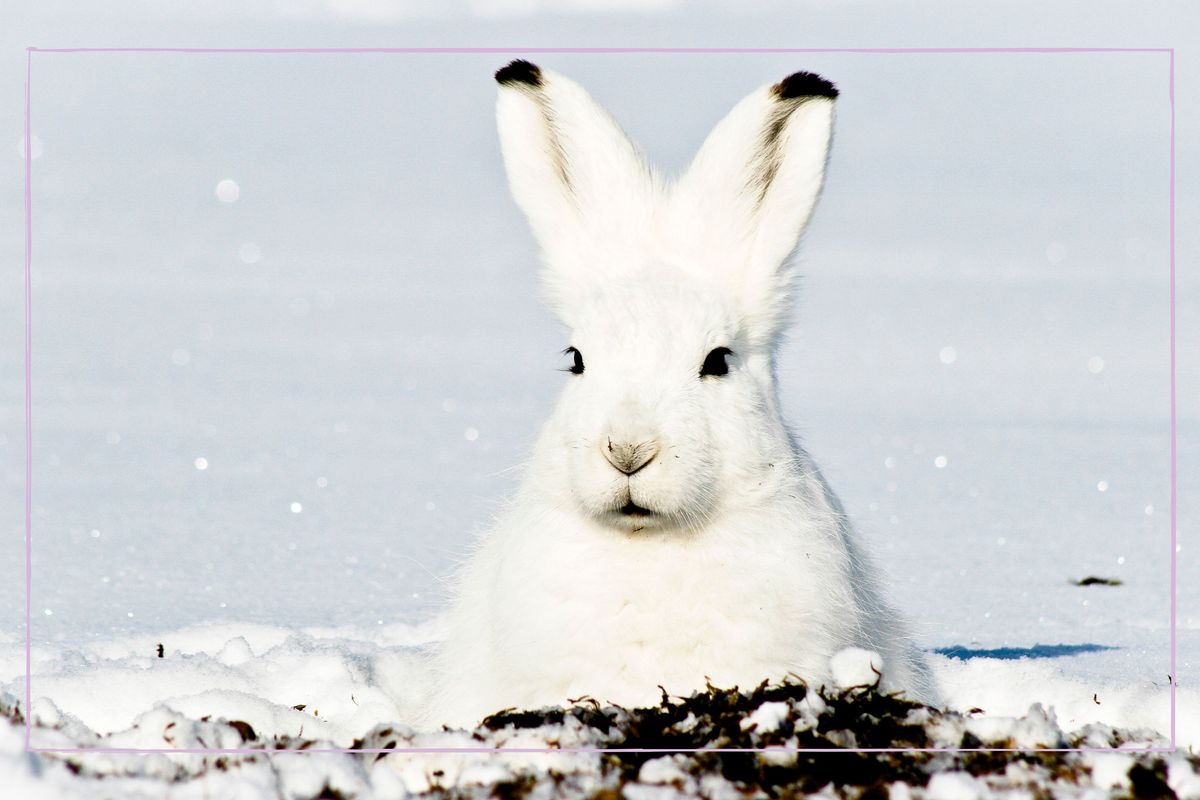 Why do we say white rabbits on the 1st of the month? | GoodTo