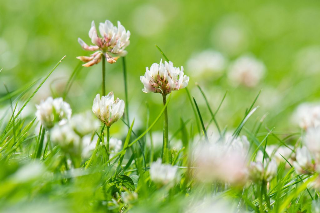 6 reasons to choose a clover lawn in your backyard over grass | Livingetc