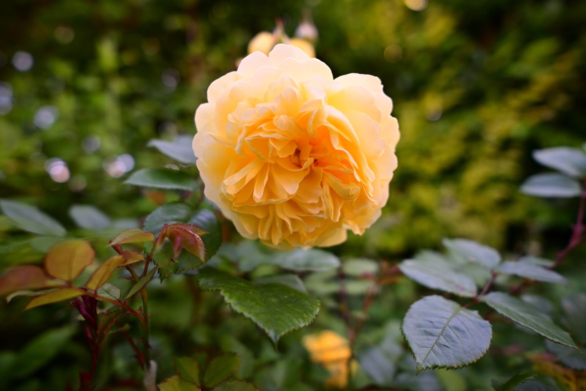 Viltrox AF 13mm F1.4 review | Digital Camera World