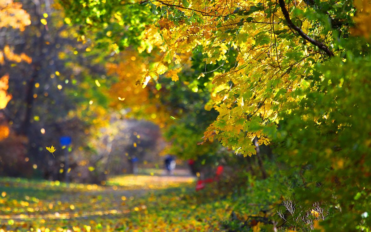 The 12 Biggest Mysteries of Fall — Solved! | Live Science
