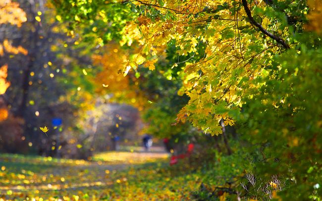 The 12 Biggest Mysteries of Fall — Solved! | Live Science
