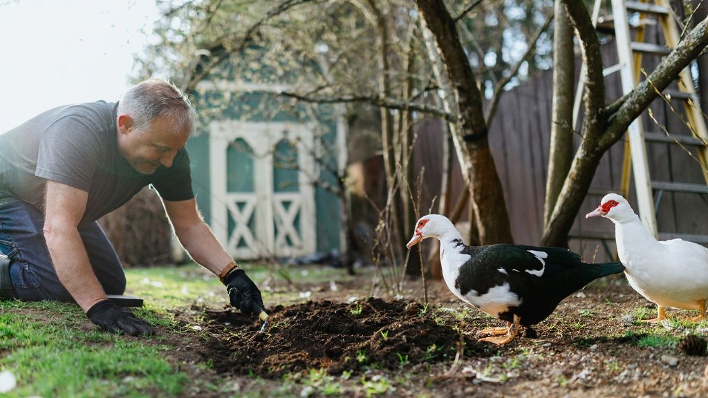 Raising Ducks In The Garden: Benefits Of Vegetable Garden Ducks ...