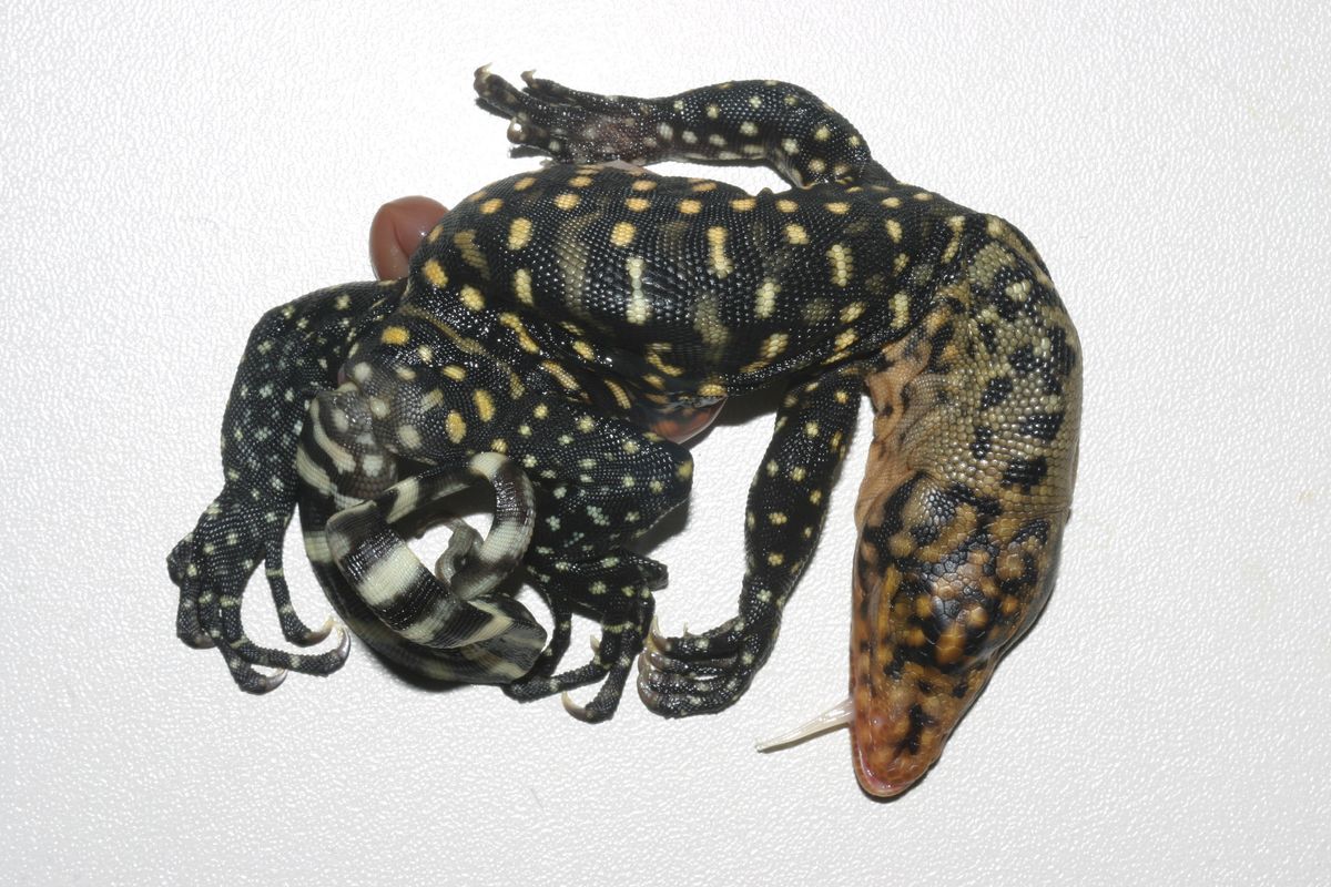 Rare Case of Conjoined Lizard Twins Reported at Zoo | Live Science