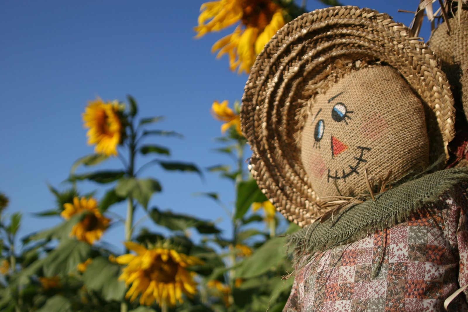 How to make a scarecrow: follow our simple guide for a fun garden ...