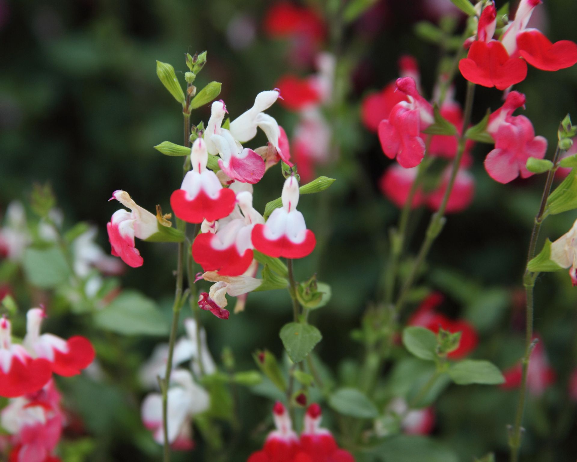 Types of salvias: 16 stunning varieties for beds and borders | Gardeningetc