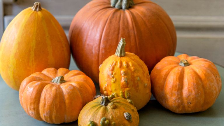 How to harvest pumpkins so they last until Halloween | Ideal Home