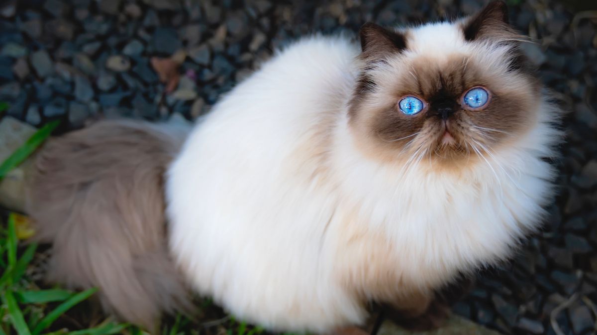 32 best cat breeds for cold climates | PetsRadar