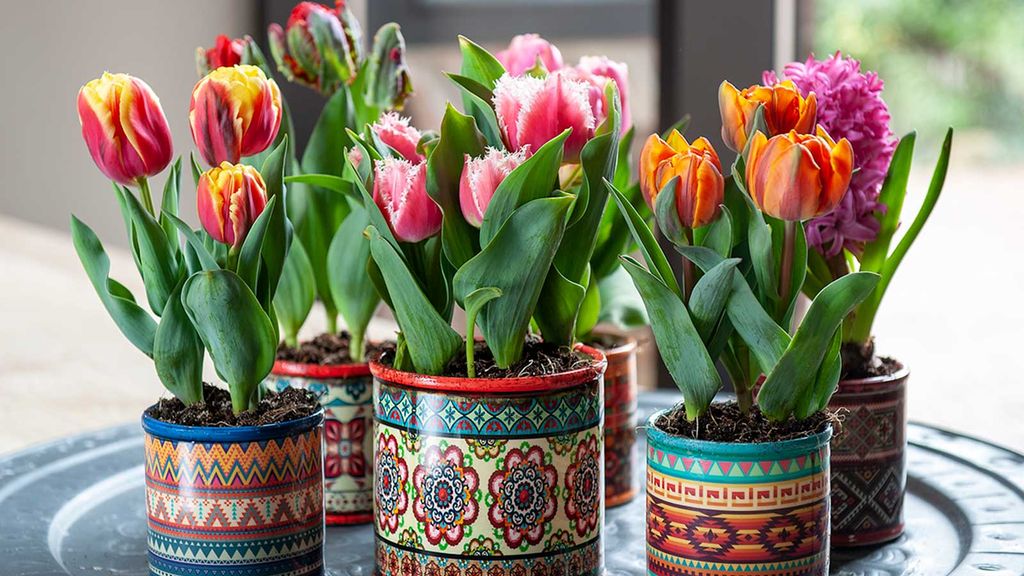 How to grow tulips indoors: a step-by-step guide | Homes and Gardens