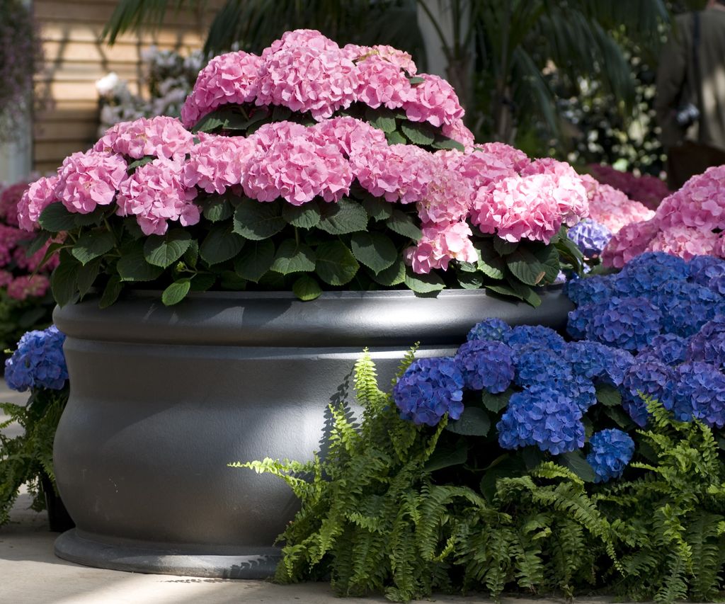 How to grow hydrangeas in pots: expert tips for containers | Homes and ...