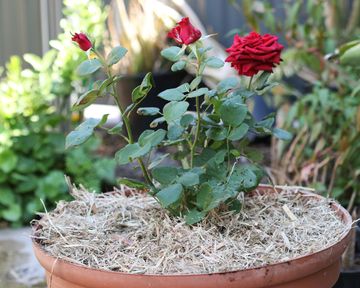 Best Mulch For Roses: An Expert Guide To Choosing & Applying ...