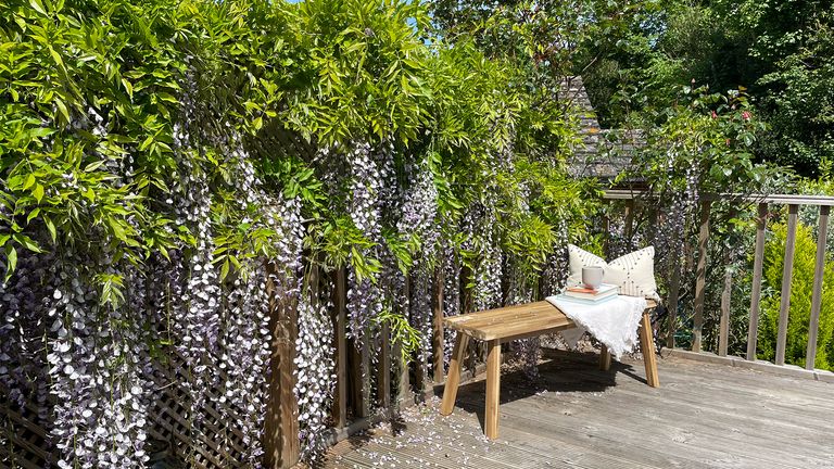 The best plants for a pergola: an expert guide on coverage | Woman & Home
