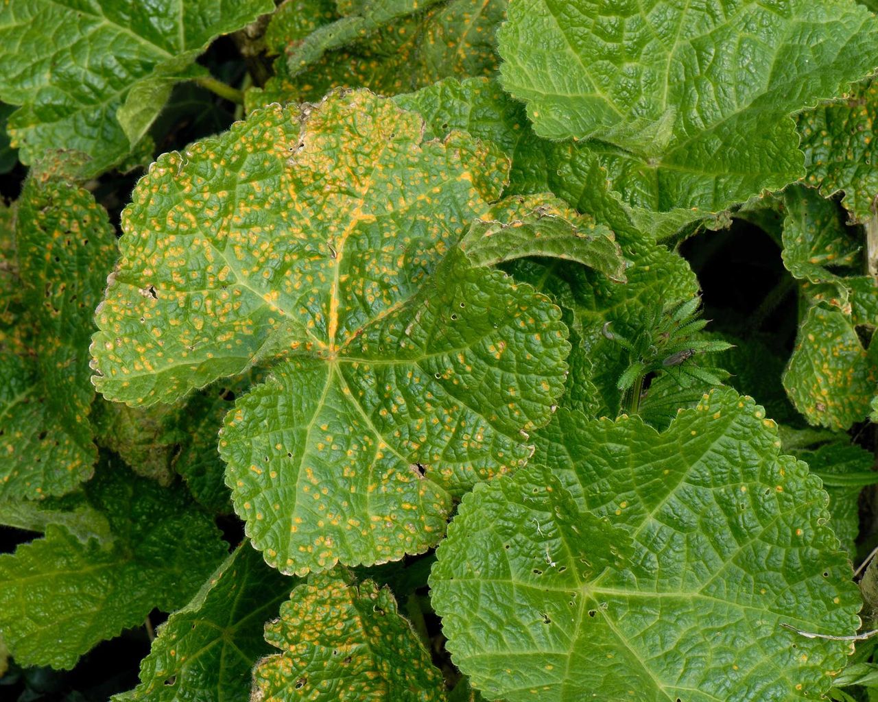 Hollyhock rust: what it is and how to treat it | Gardeningetc