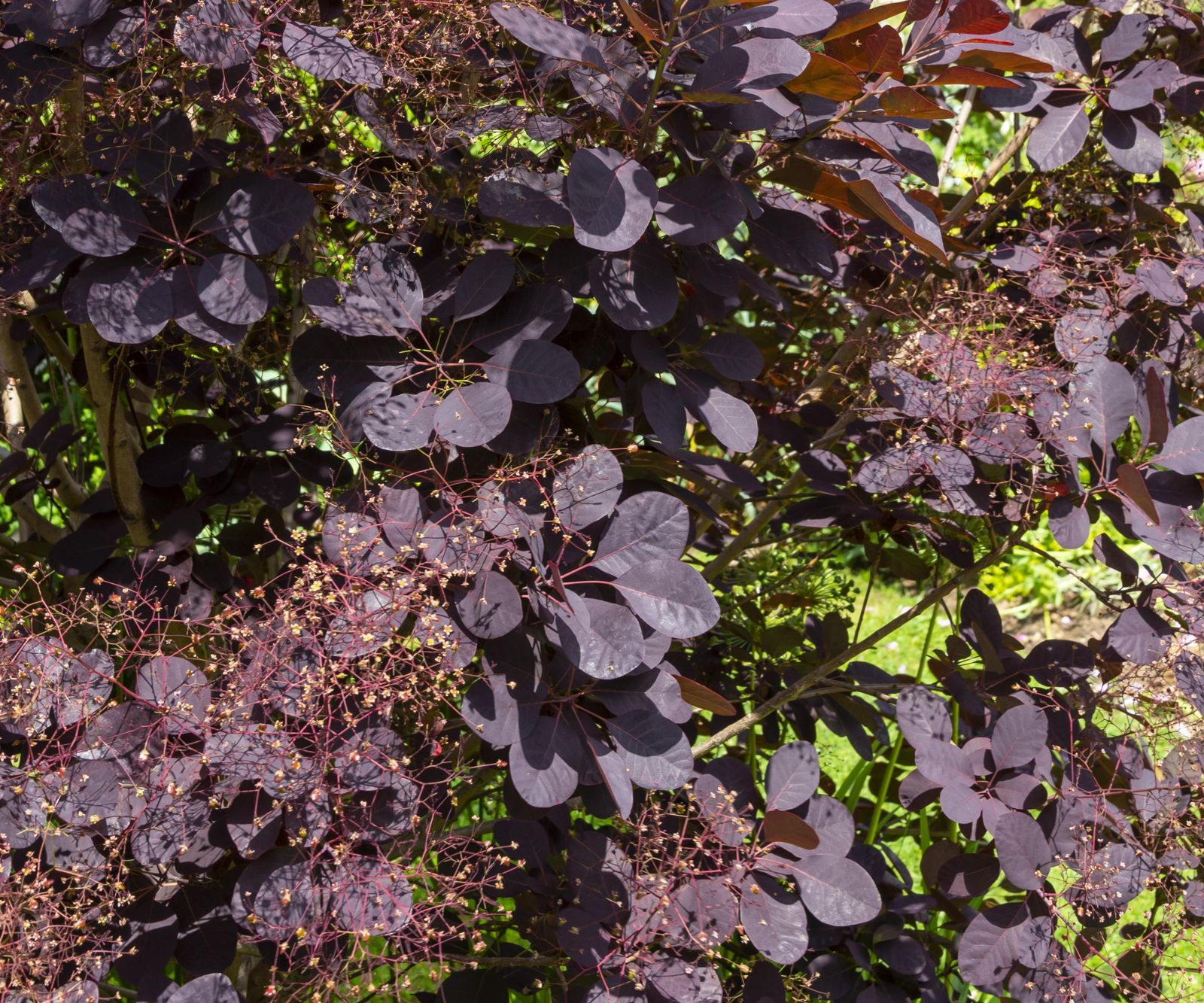 Best shrubs with dark foliage: top plants with purple leaves | Homes ...